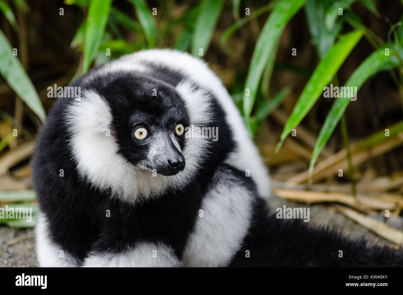 The Black and White Ruffed Lemur is a critically endangered species ...