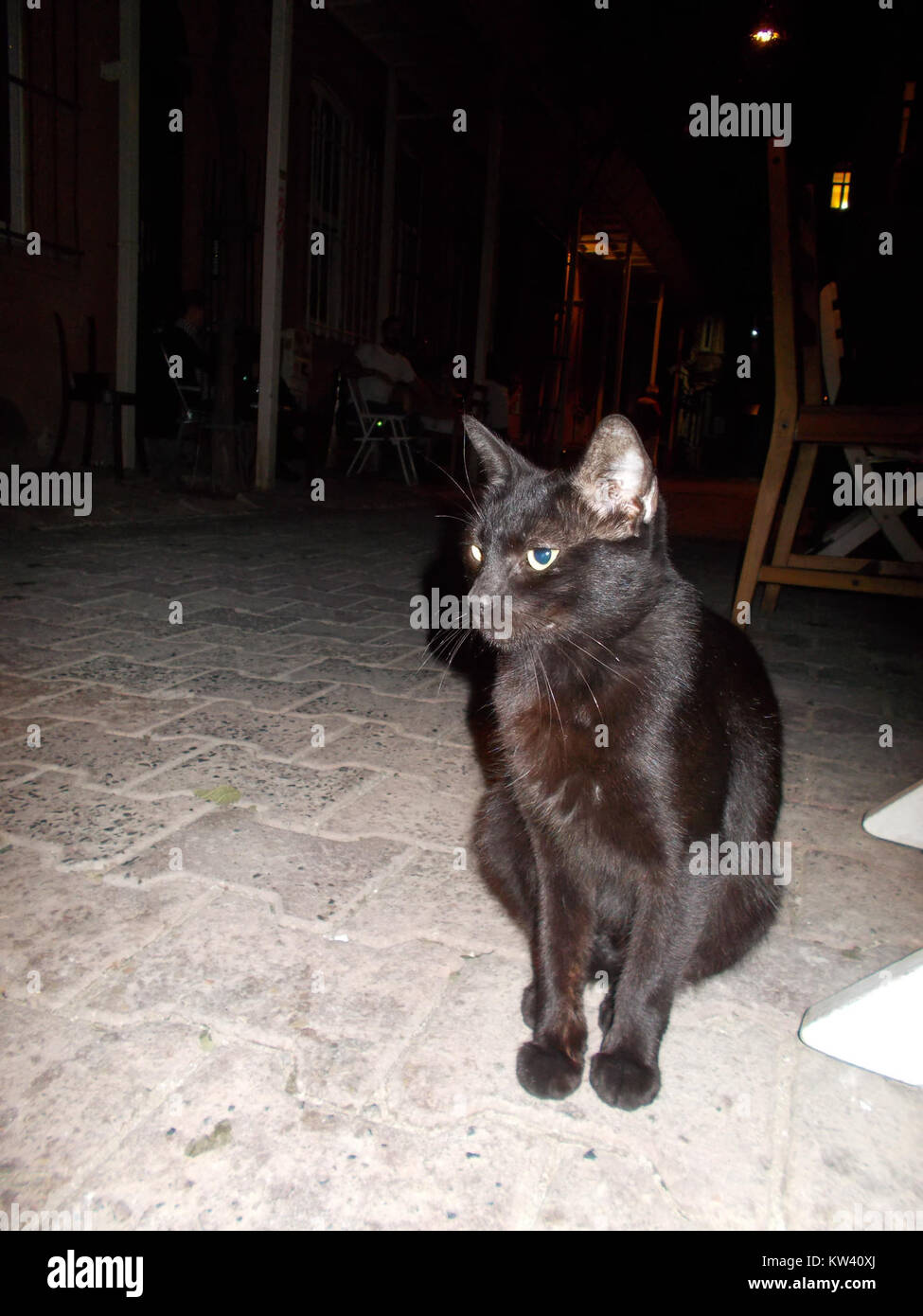 The Black Cat of Istanbul is a notable subject of urban folklore in the ...