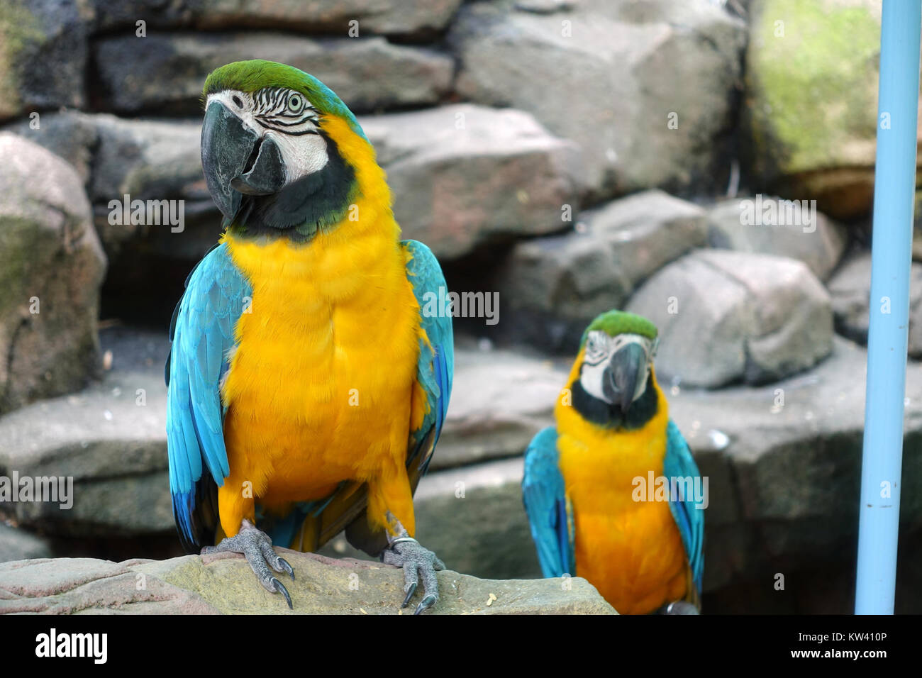 This photograph shows the Birds Aviary in Tazishan Park, Chengdu, China ...