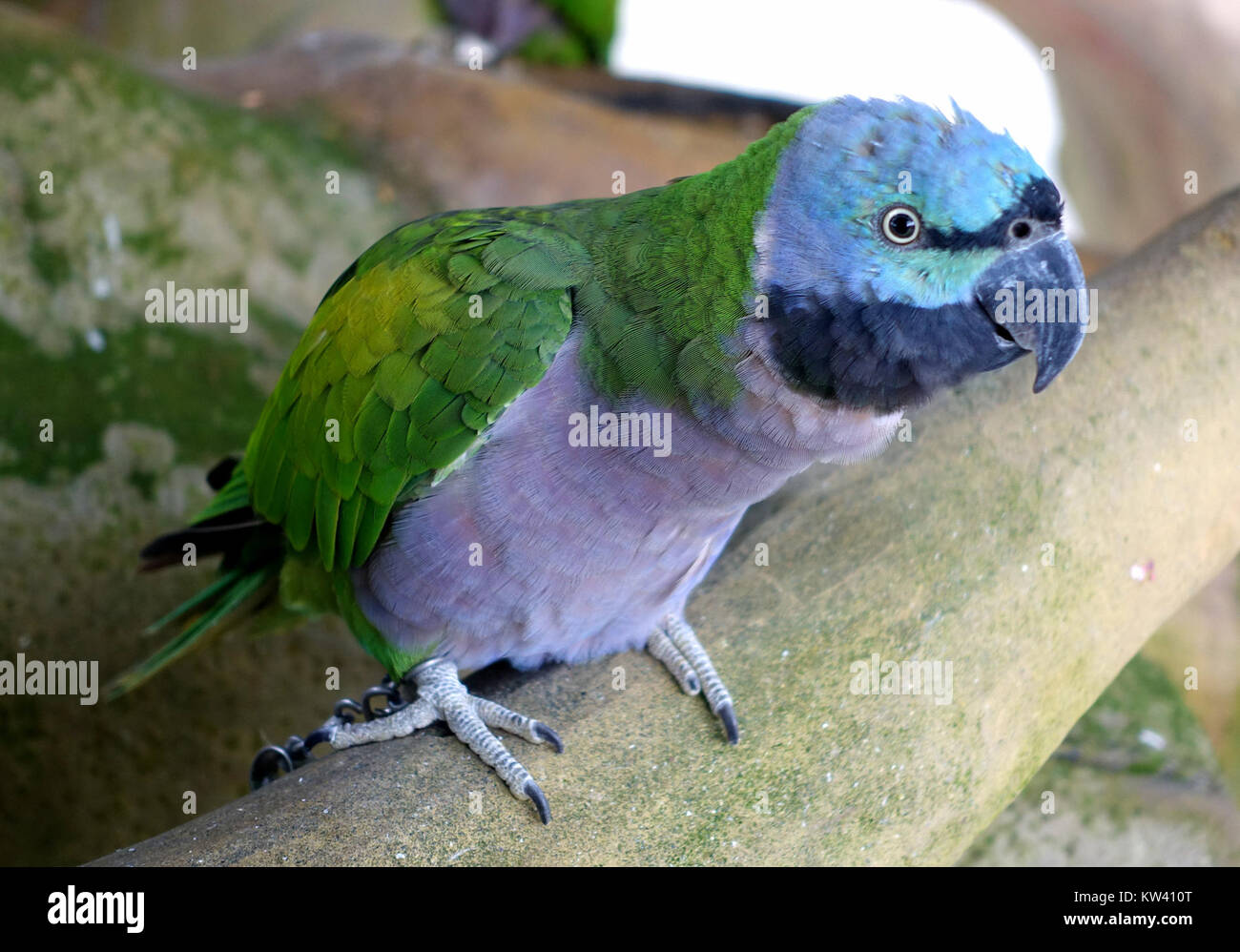 The Bird Aviary in Tazishan Park, Chengdu, China, is a popular ...