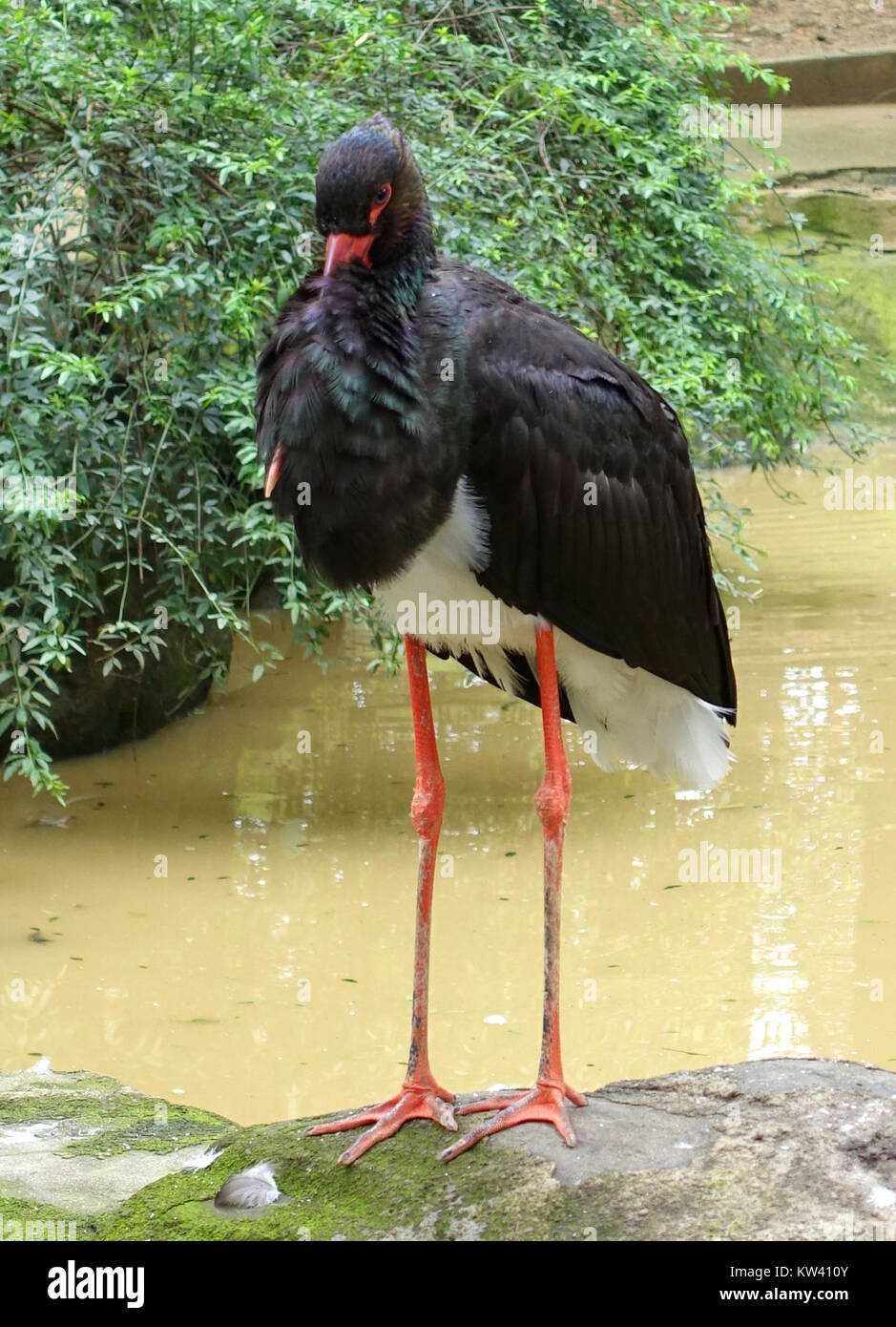 Photograph of the Bird Aviary at Tazishan Park in Chengdu, China ...