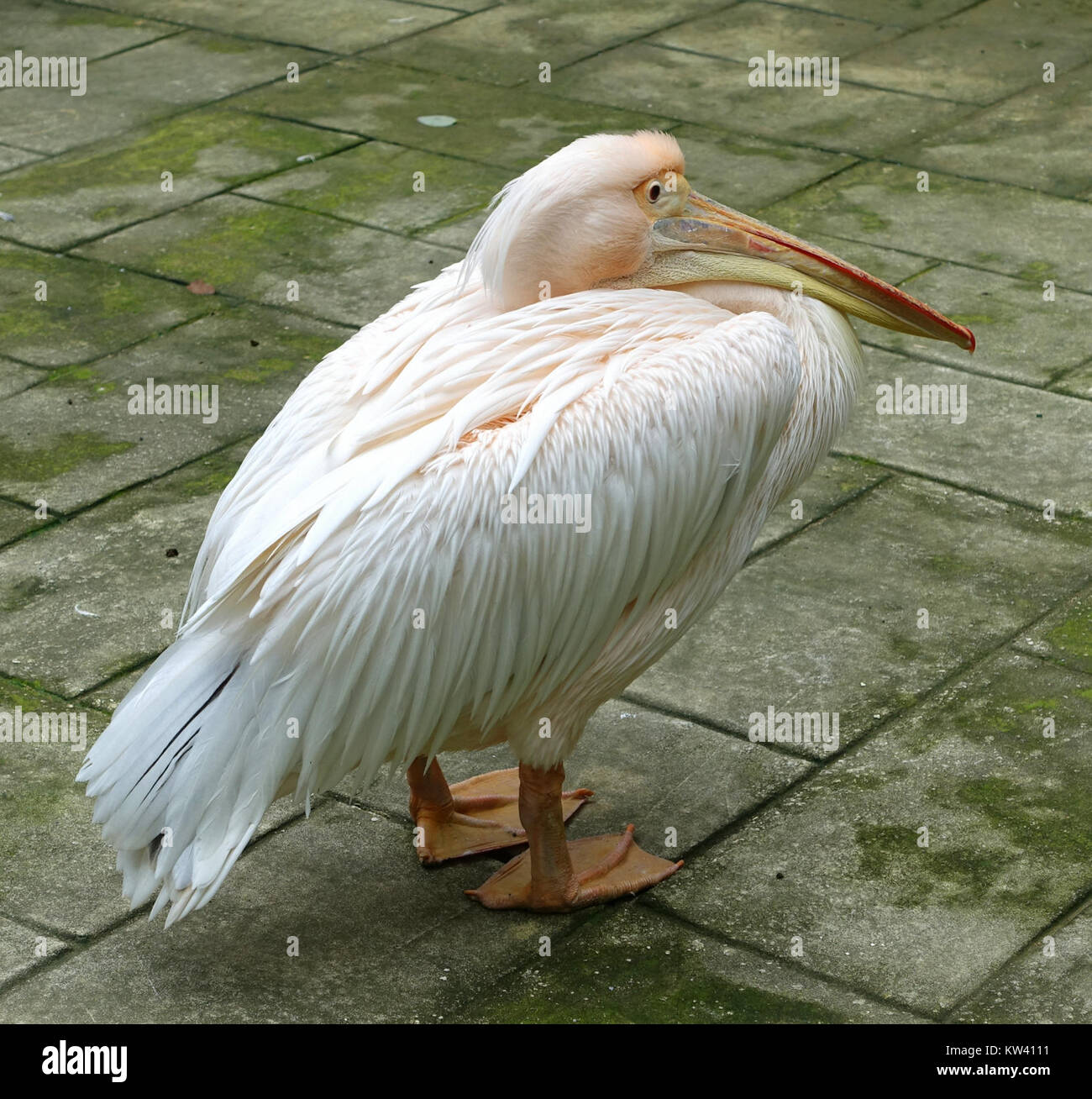 The Bird Aviary in Tazishan Park, Chengdu, China, is a dedicated space ...