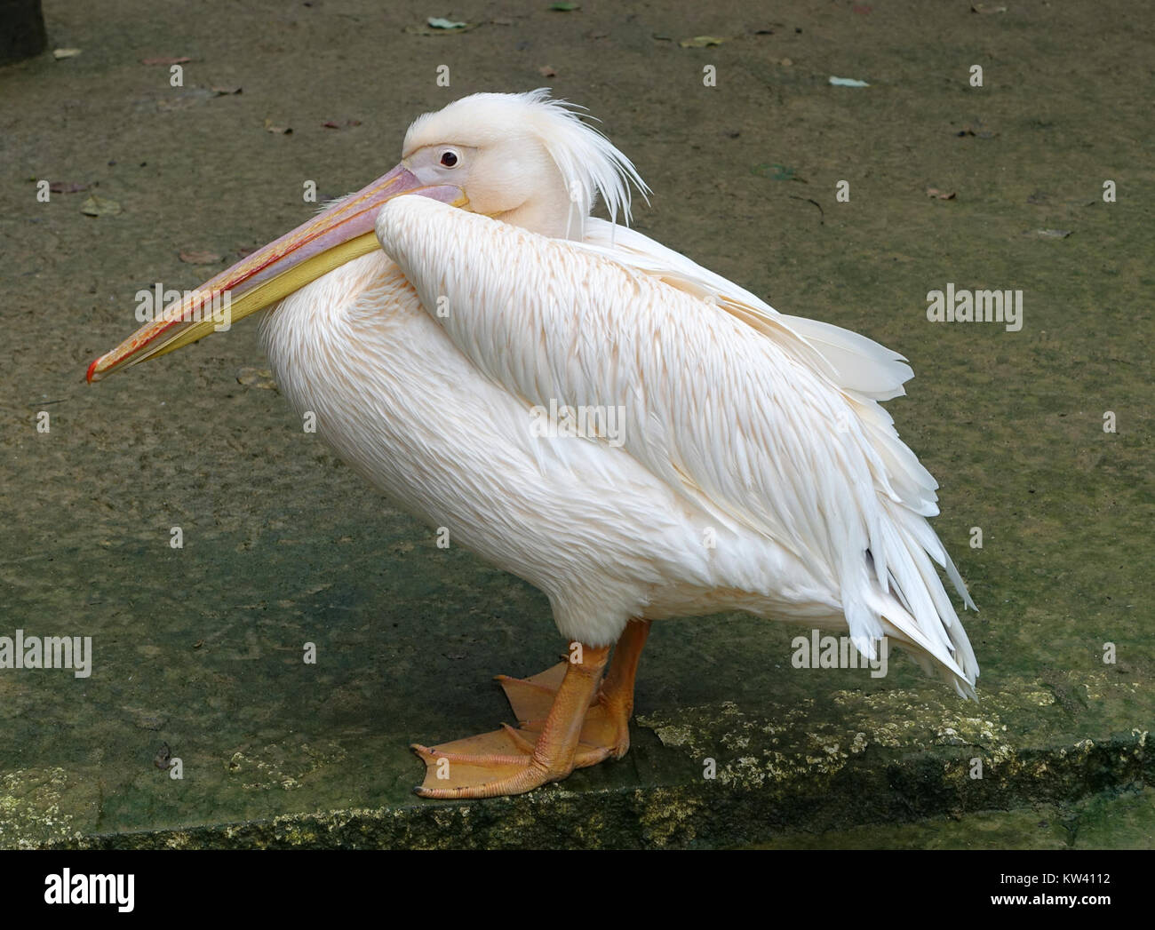 The Bird Aviary at Tazishan Park in Chengdu, China, is a wildlife ...