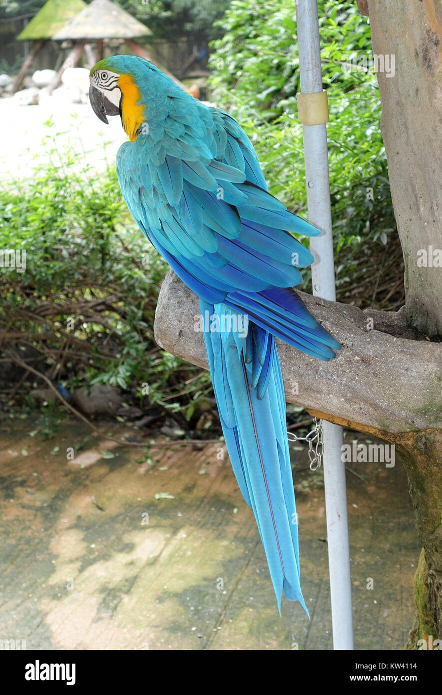 The Bird Aviary at Tazishan Park in Chengdu, China, is a popular ...