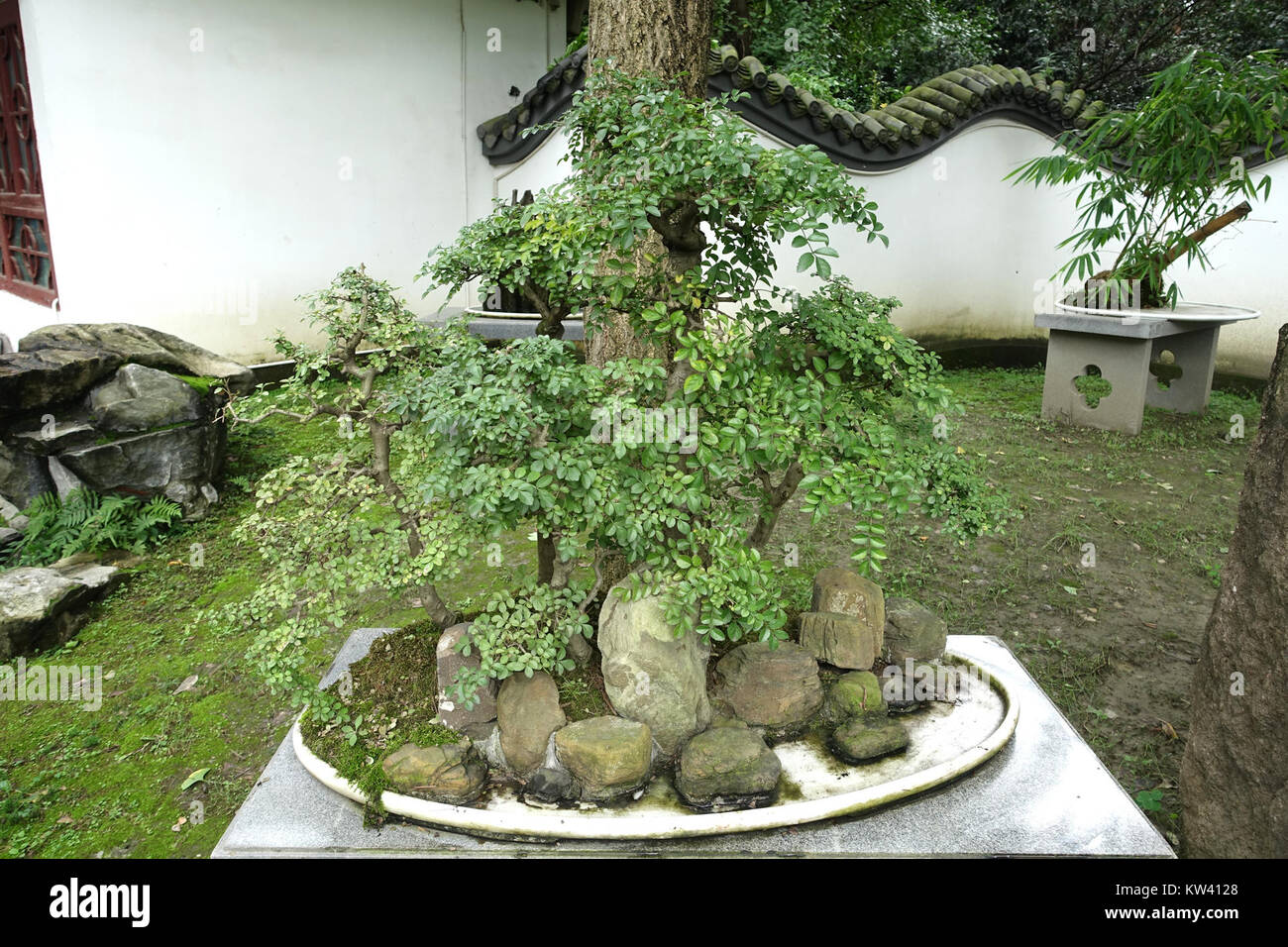 A bonsai tree from the Bonsai collection at Baihuatan Park in Chengdu ...