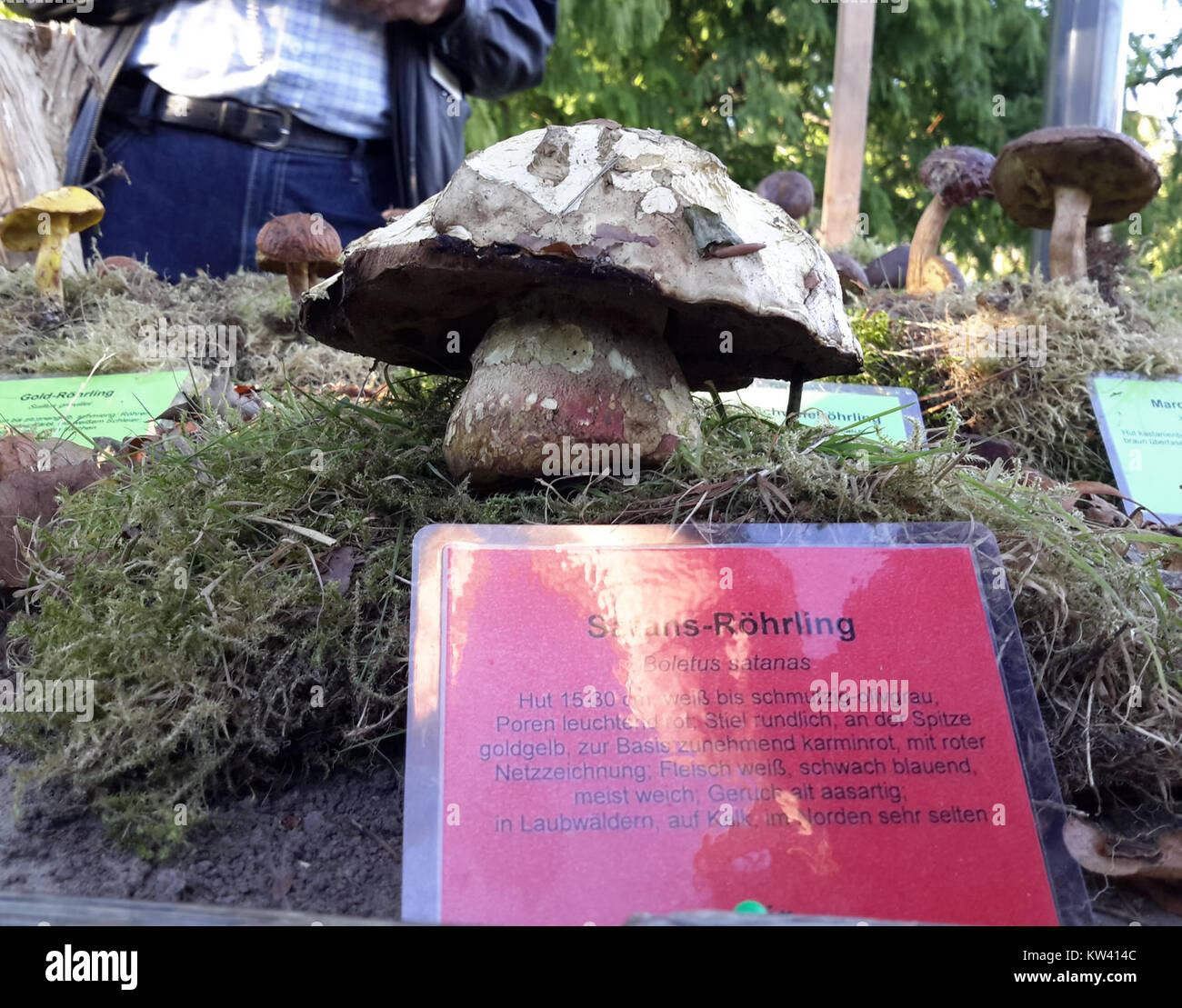 Boletus satanas, commonly known as the Devil’s bolete, was featured in ...