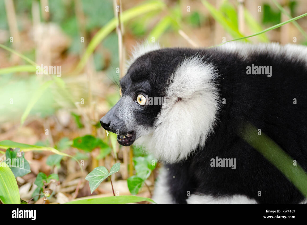 A photograph of the Black and White Ruffed Lemur, an endangered species ...