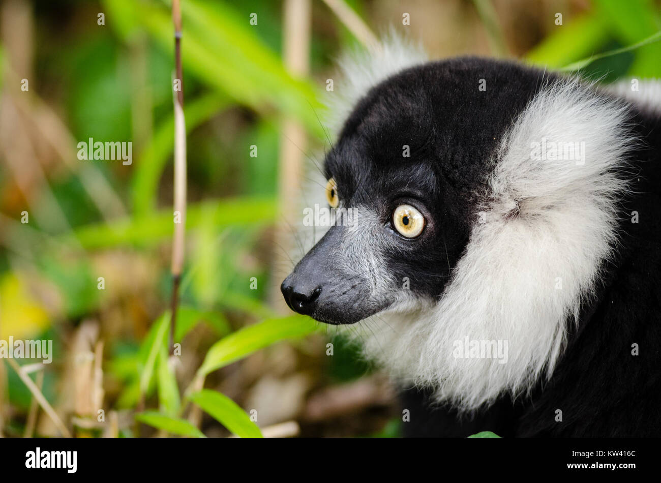The black and white ruffed lemur, a critically endangered species ...