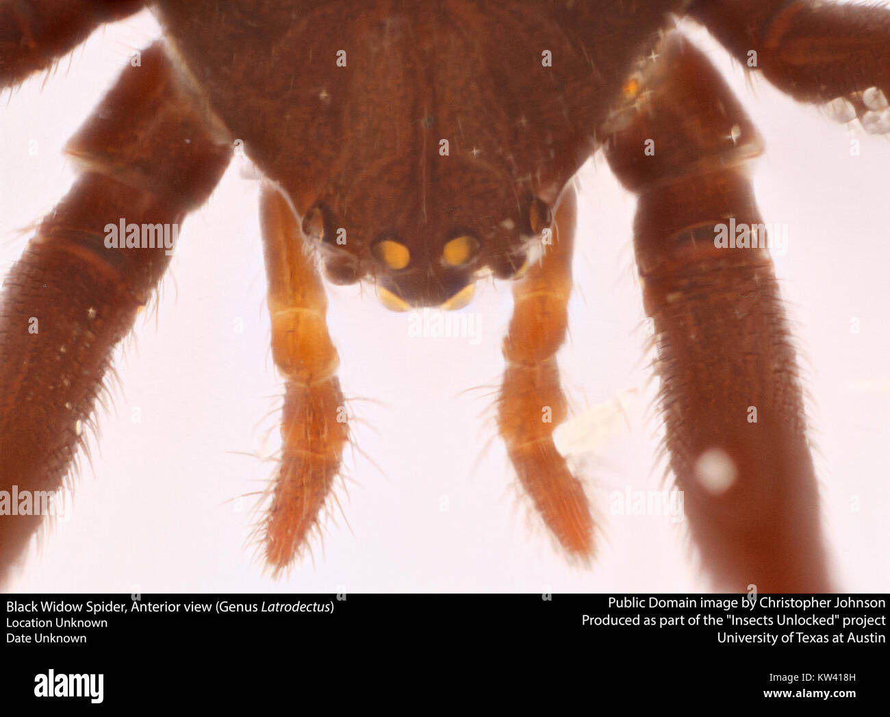 A detailed dorsal view of a Black Widow Spider (Genus Latrodectus ...