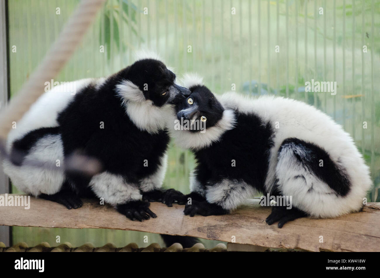 The Black and white Ruffed Lemur is a species of lemur native to ...