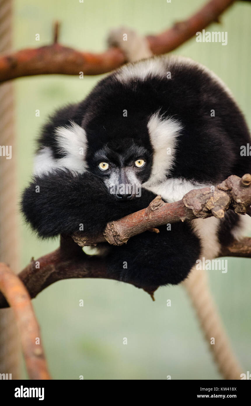 The Black and White Ruffed Lemur is a critically endangered species ...
