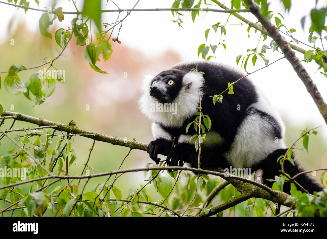 The black and white ruffed lemur, native to Madagascar, is a critically ...