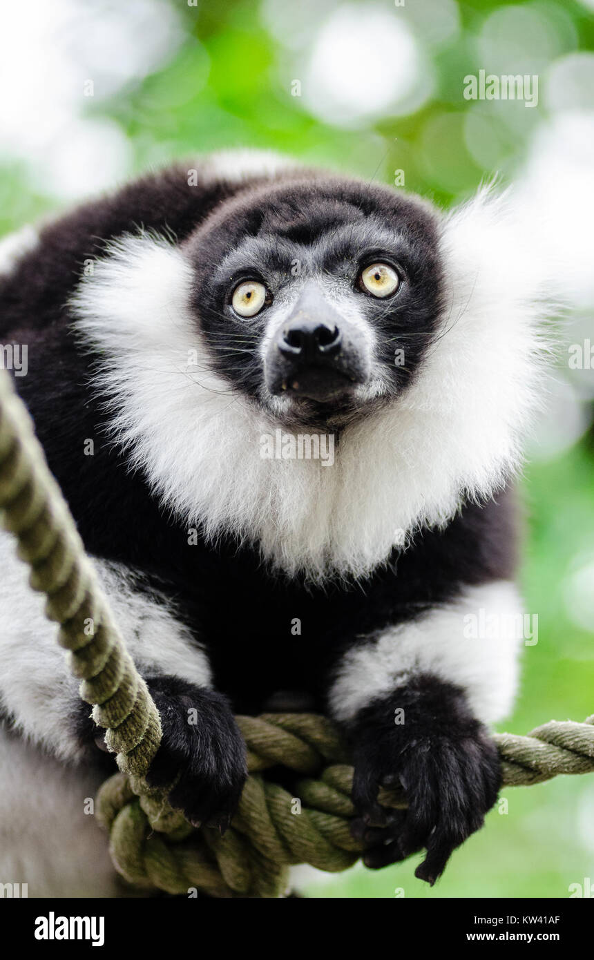 The Black and White Ruffed Lemur is a critically endangered species ...