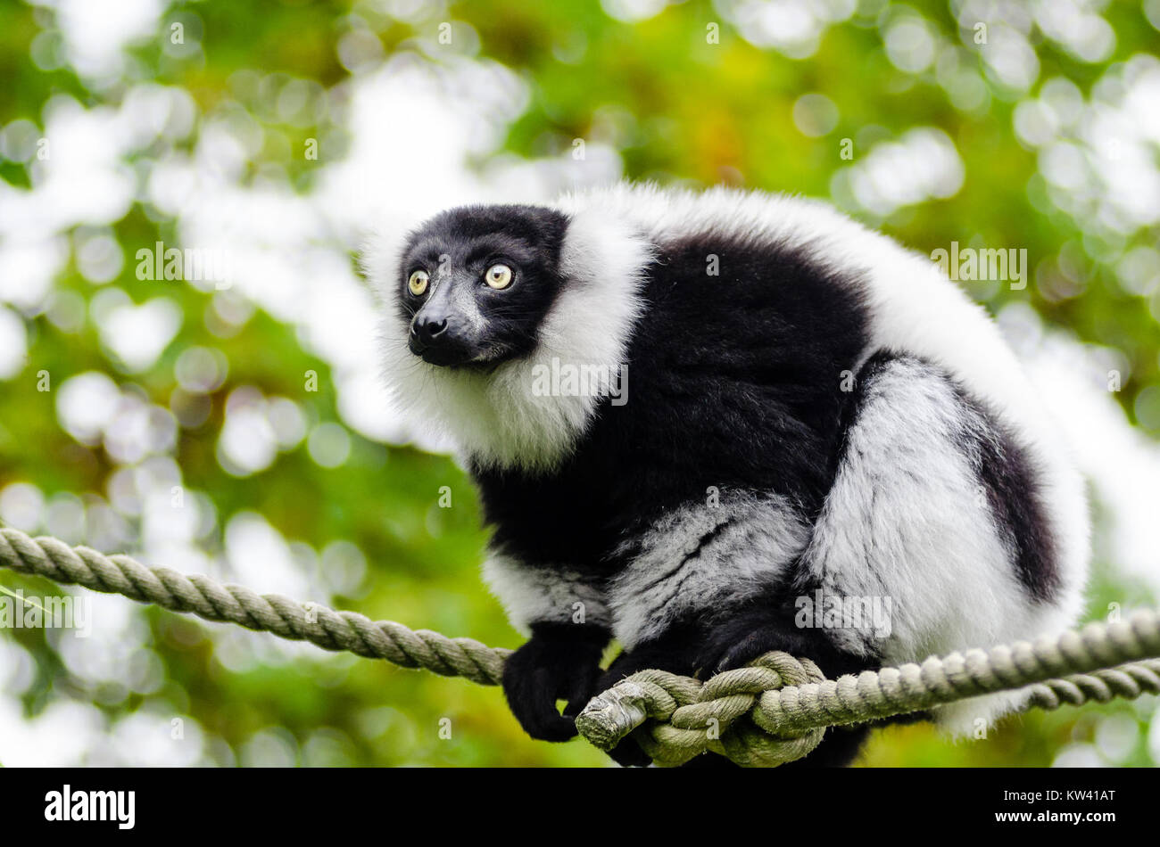 The Black and White Ruffed Lemur is an endangered species native to ...