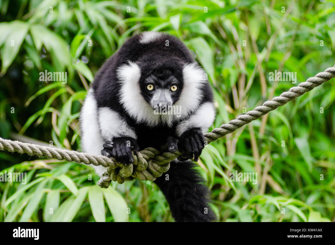 A black and white ruffed lemur, identified by the image number ...