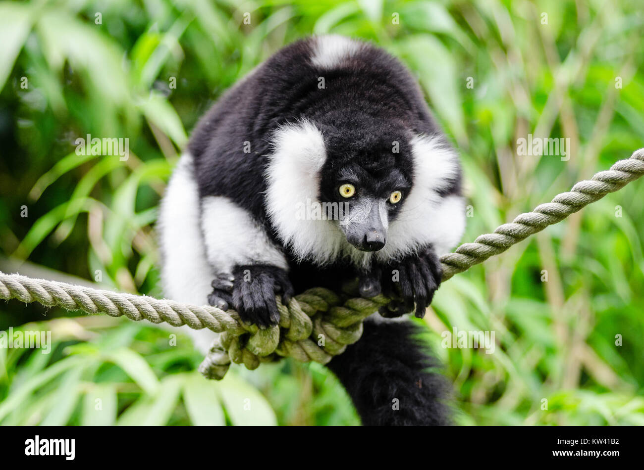 The black and white ruffed lemur is a critically endangered species ...