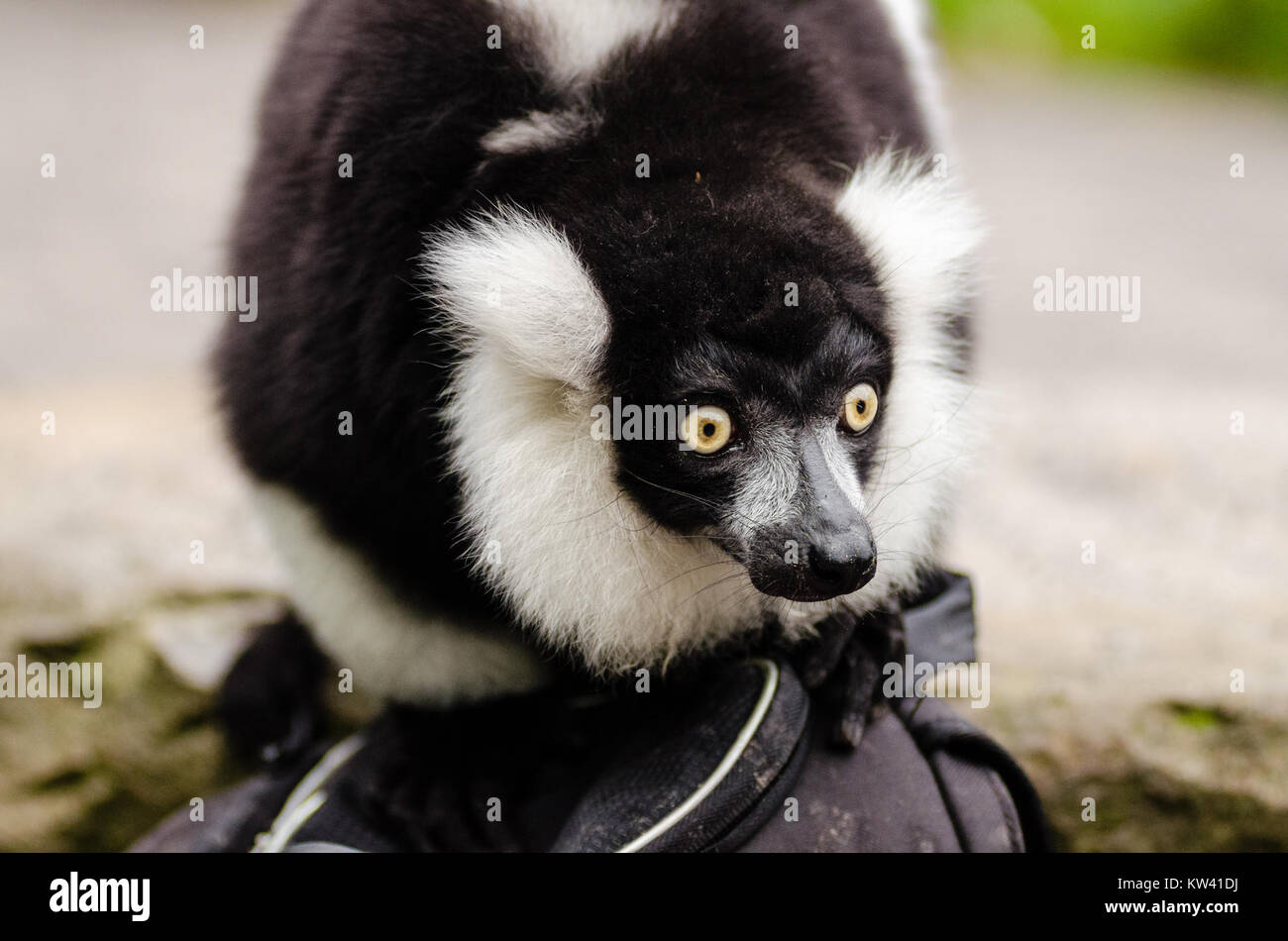 The Black-and-white Ruffed Lemur is an endangered species native to ...