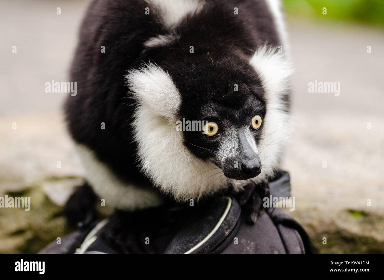 The Black and White Ruffed Lemur, native to Madagascar, is known for ...