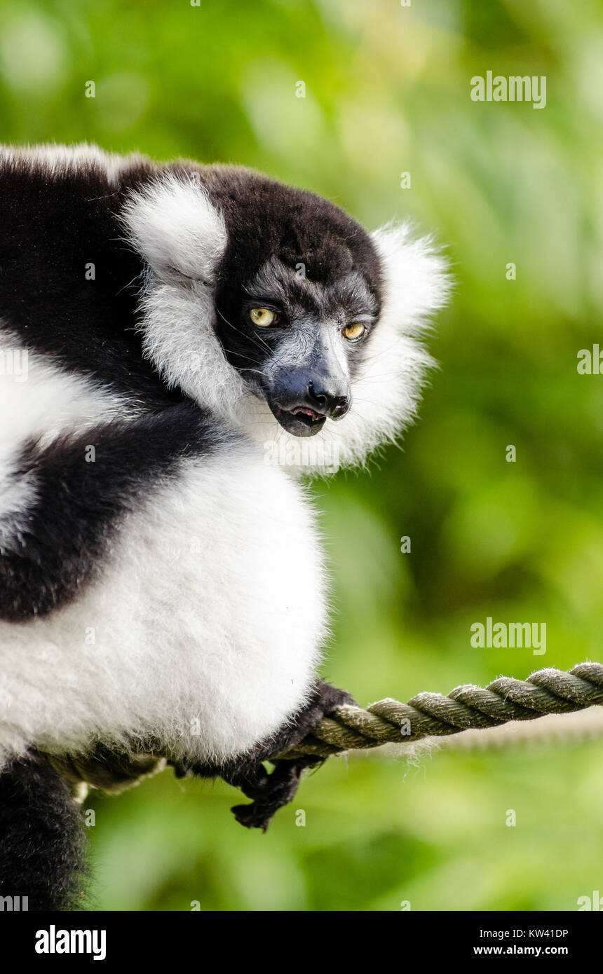 The black-and-white ruffed lemur is an endangered species native to ...