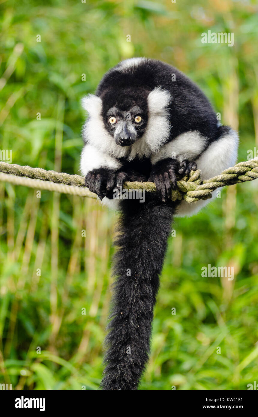 The Black and White Ruffed Lemur is native to Madagascar. Known for its ...