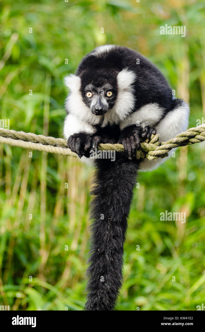 The Black and White Ruffed Lemur is a critically endangered species ...