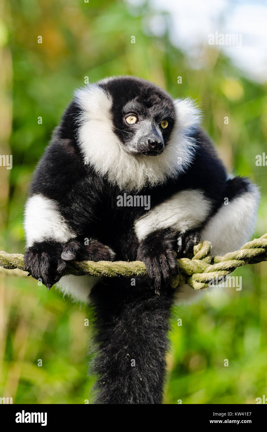 A black and white ruffed lemur, captured in its natural habitat ...