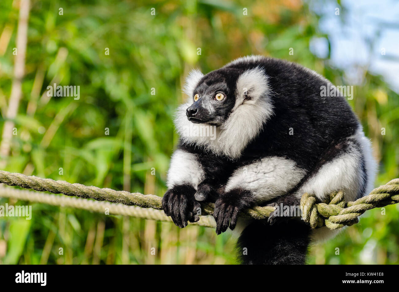 The black-and-white ruffed lemur, a critically endangered species ...