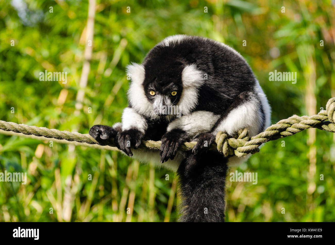 The Black and White Ruffed Lemur is a critically endangered species ...