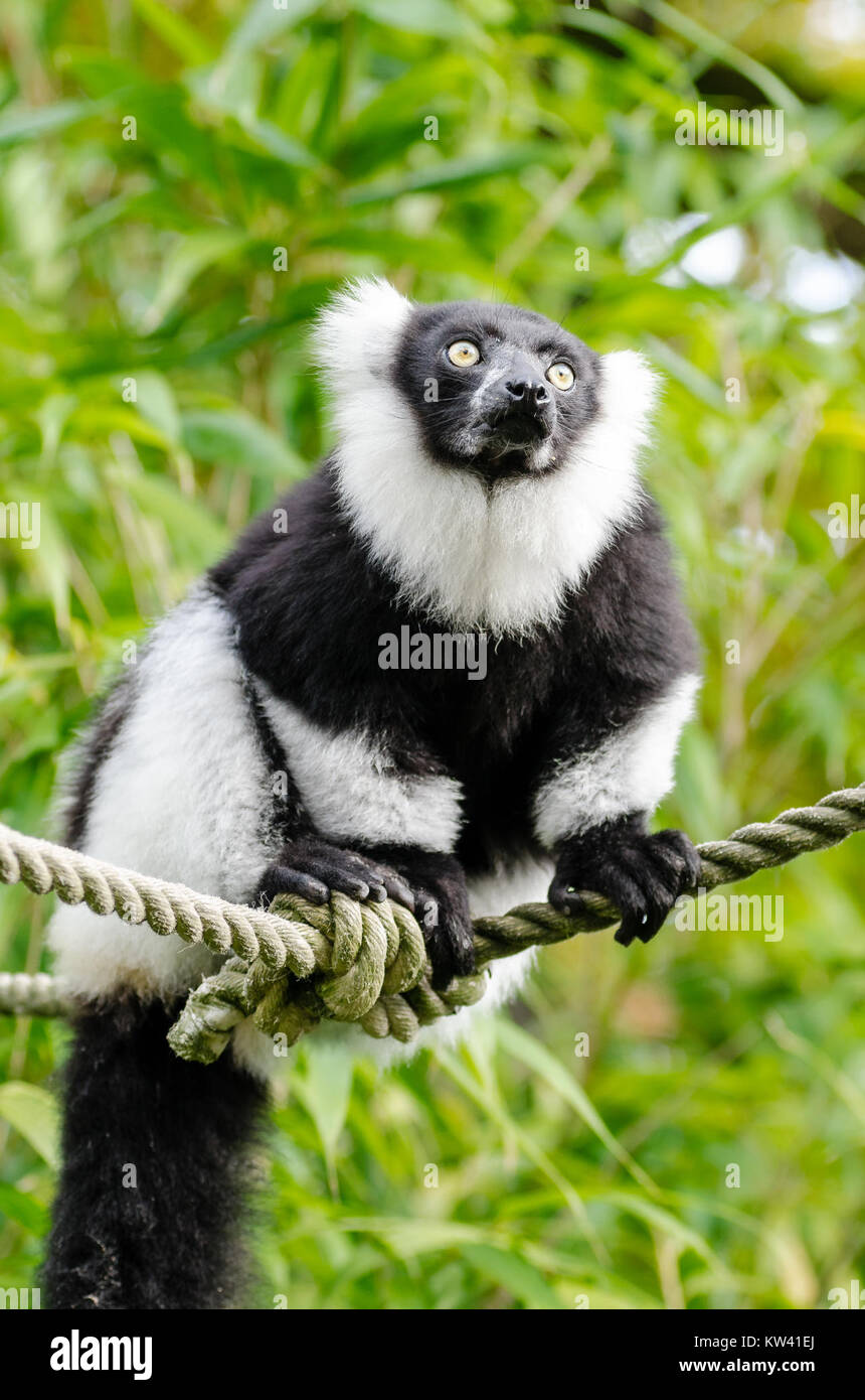 The Black and White Ruffed Lemur is an endangered primate species ...