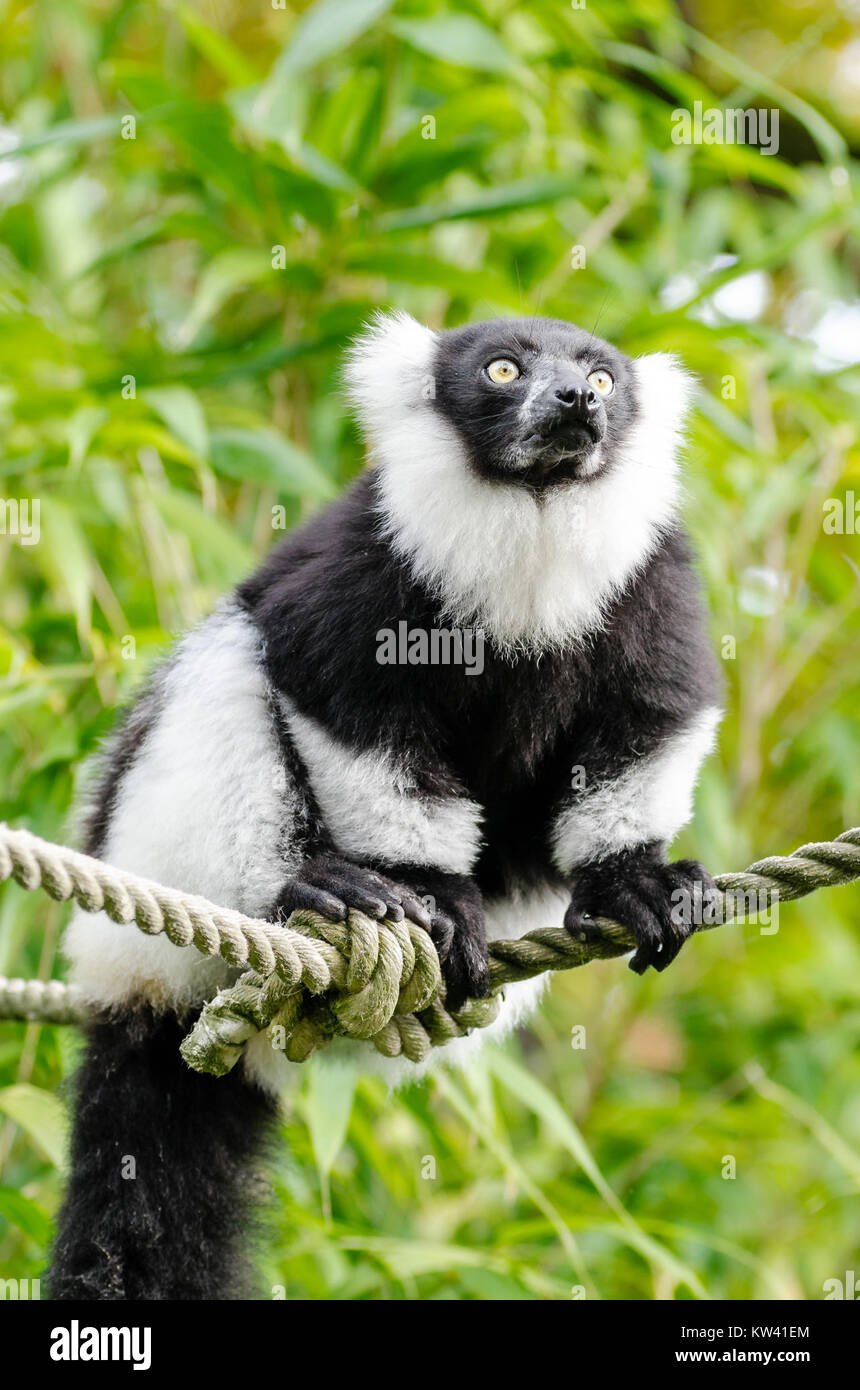 This photograph features a Black-and-white Ruffed Lemur, a critically ...