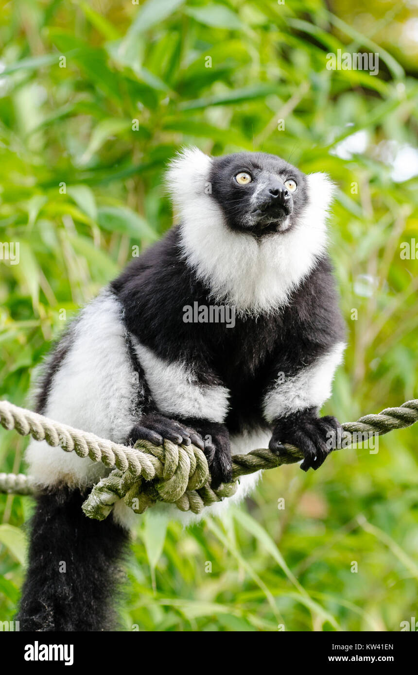The Black and White Ruffed Lemur, native to Madagascar, is known for ...