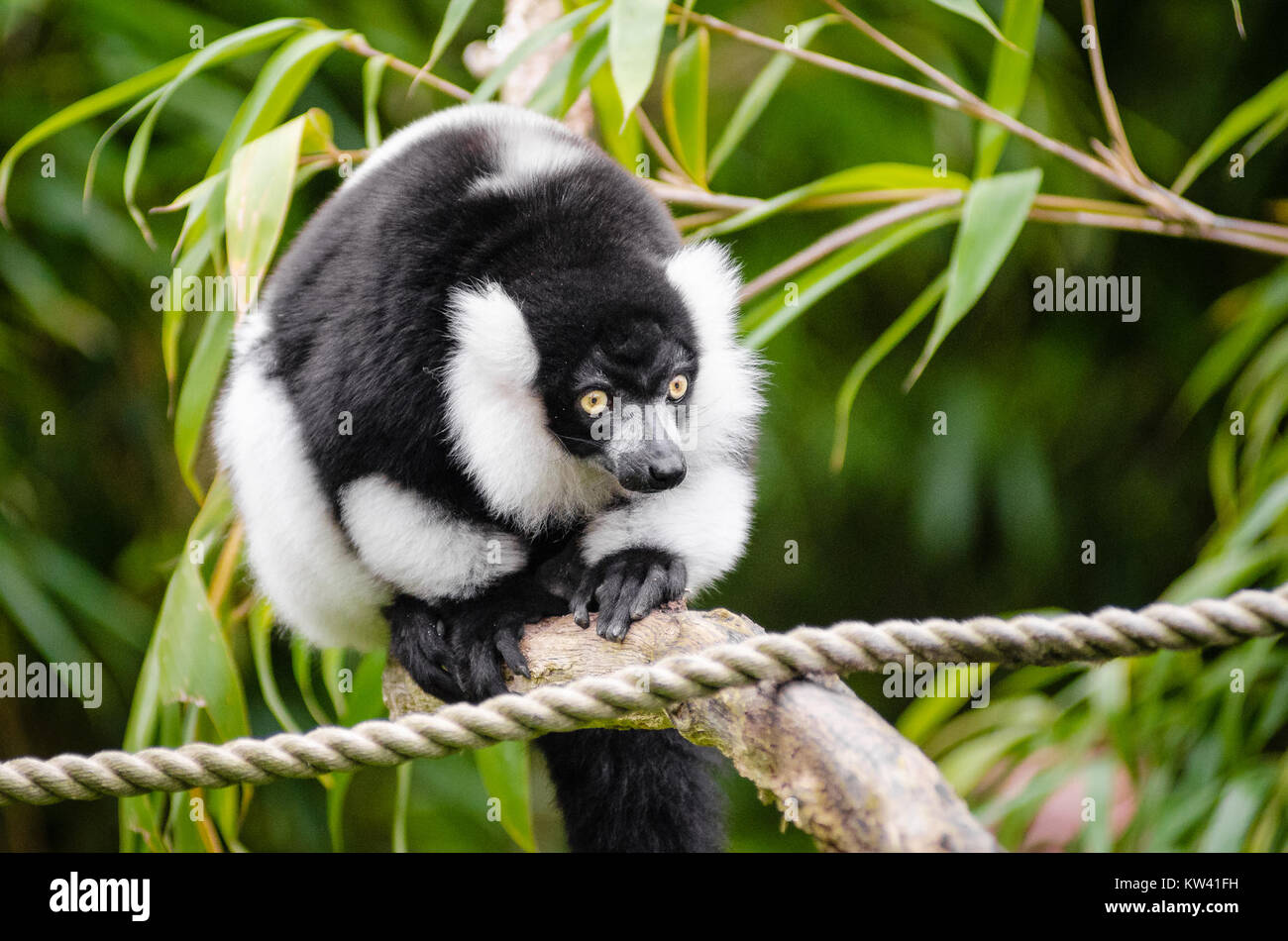 The black-and-white ruffed lemur is a species native to the rainforests ...