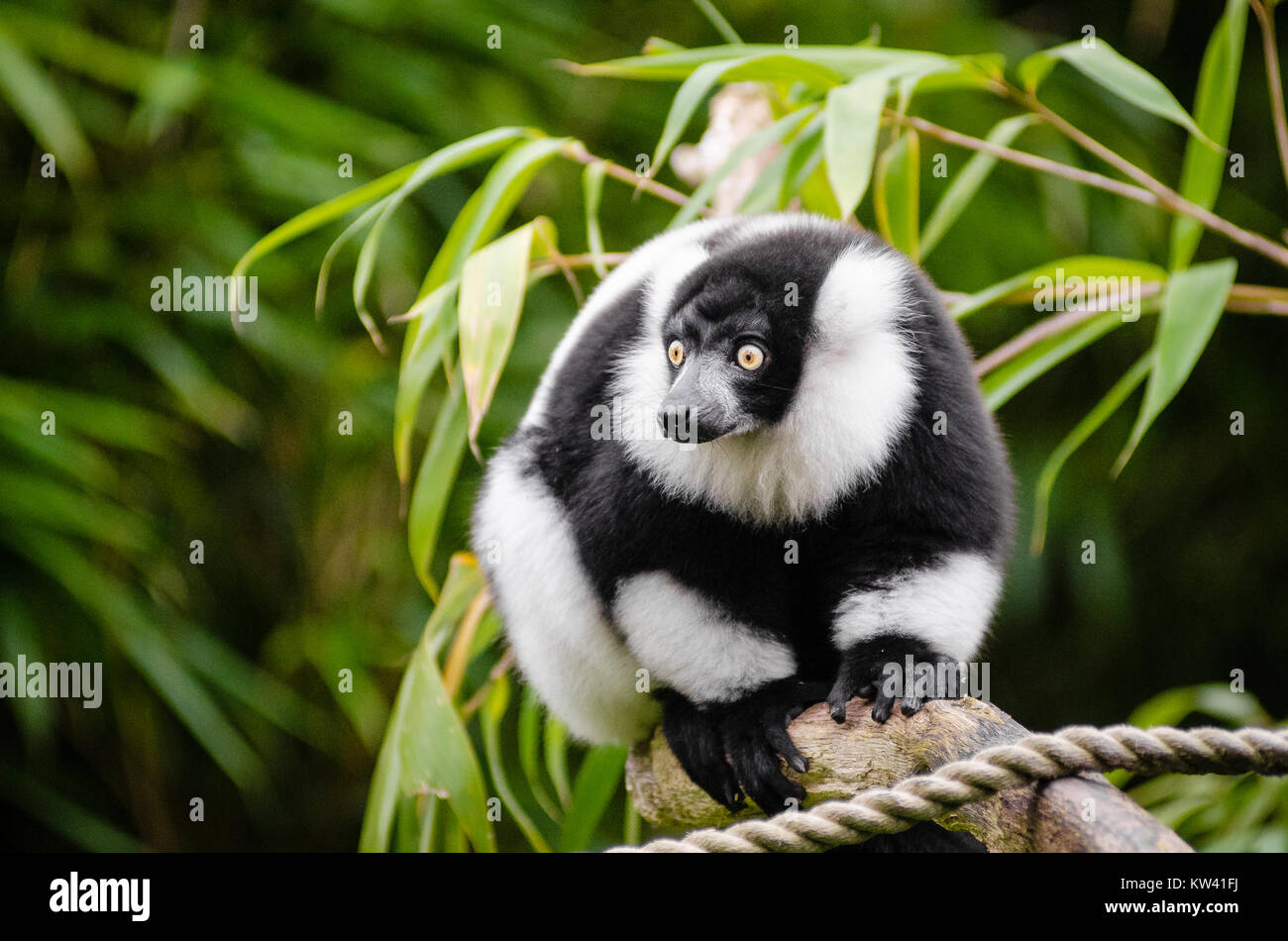 The Black-and-white Ruffed Lemur is a critically endangered species ...