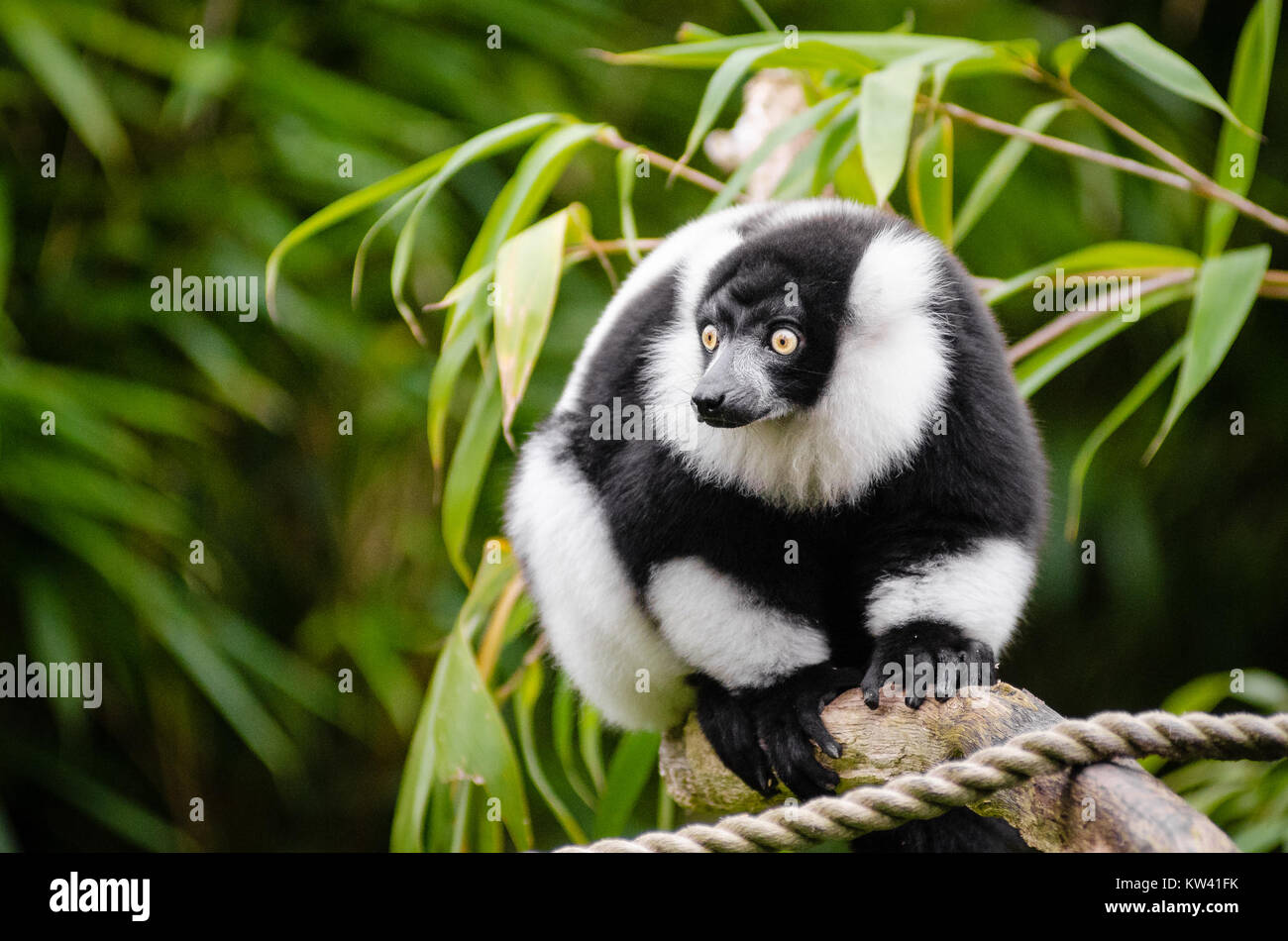 The Black and White Ruffed Lemur is a species native to Madagascar ...