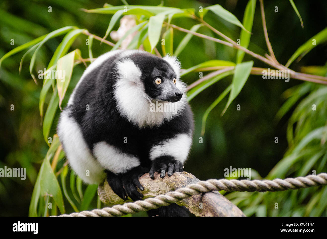 The Black and White Ruffed Lemur is a species native to Madagascar ...