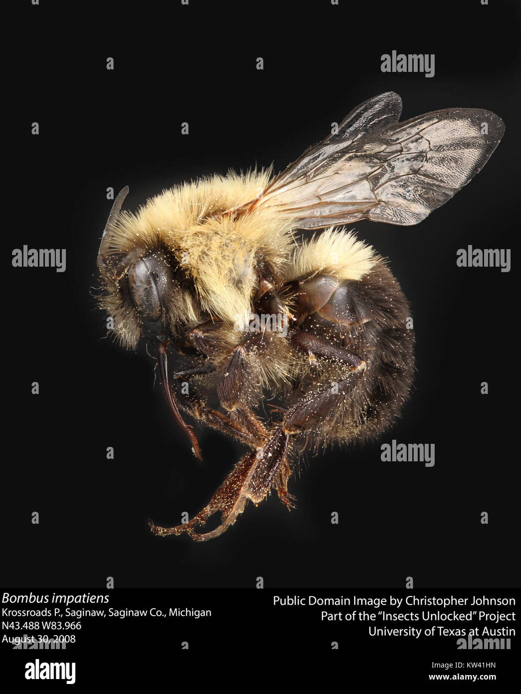 Close-up image of Bombus impatiens, commonly known as the common ...