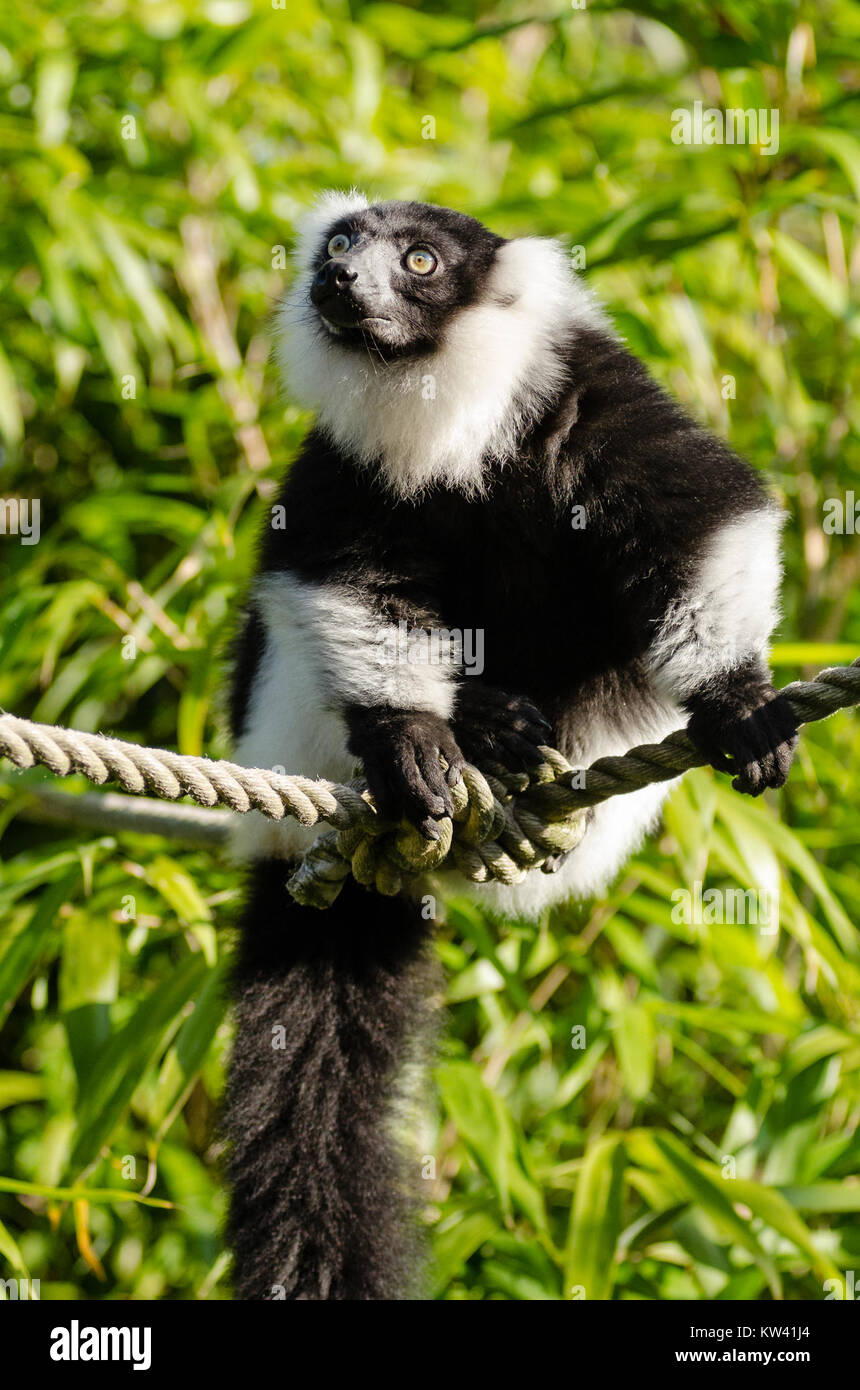 Rainforest species deforestation hi-res stock photography and images ...
