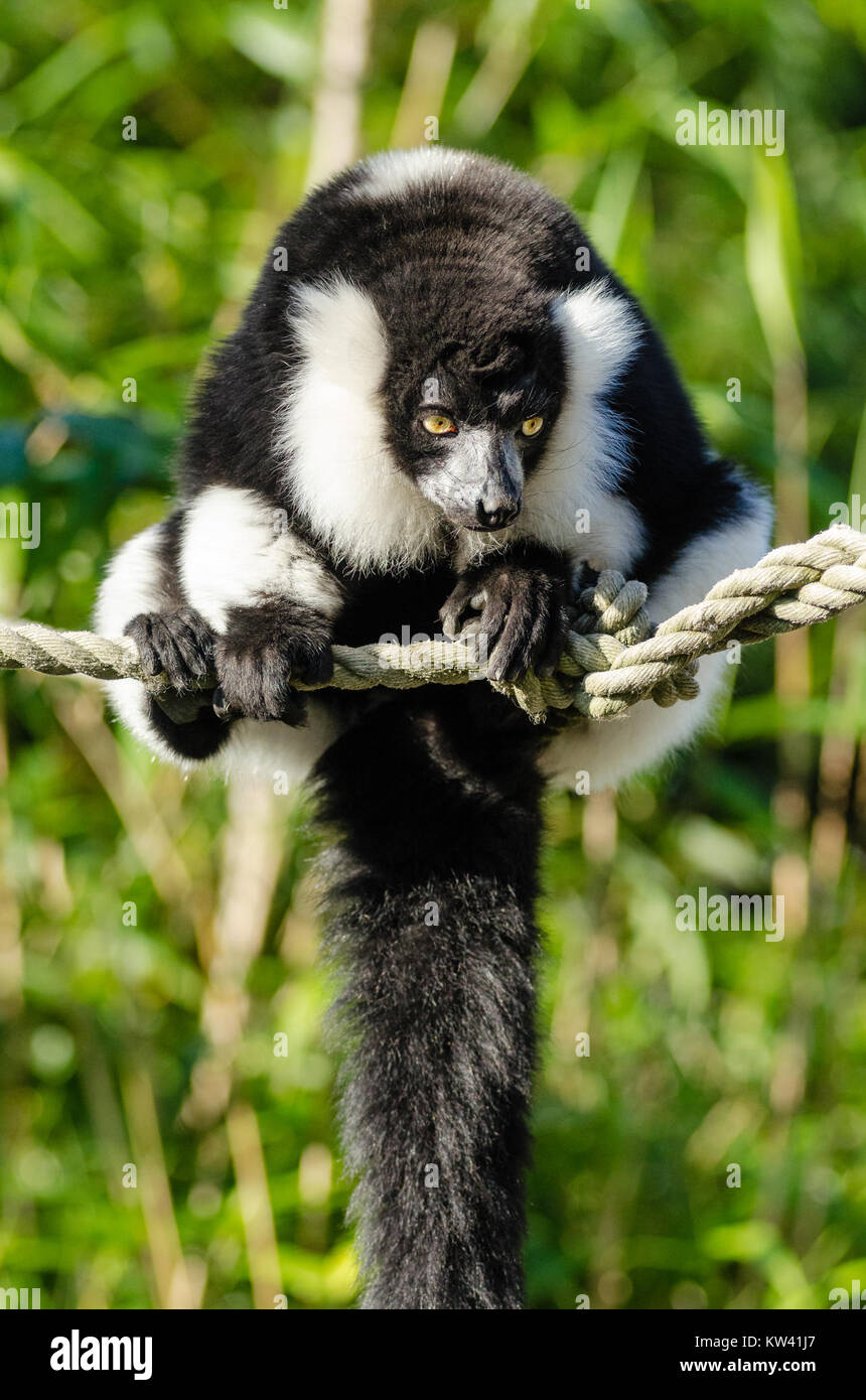 The black-and-white ruffed lemur is a species of lemur native to ...