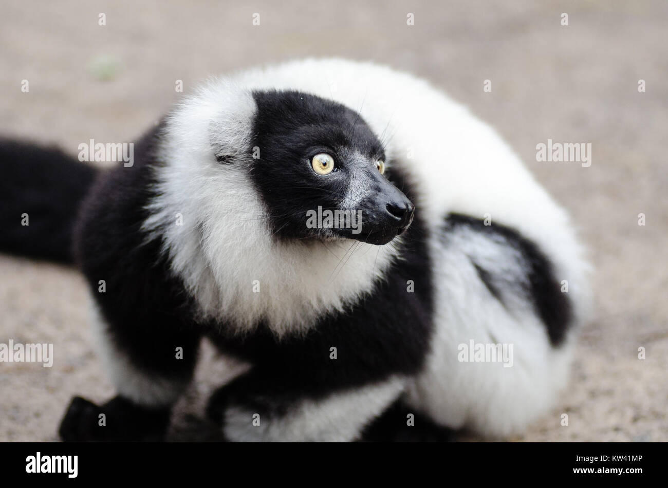 The Black and White Ruffed Lemur is a primate species native to ...