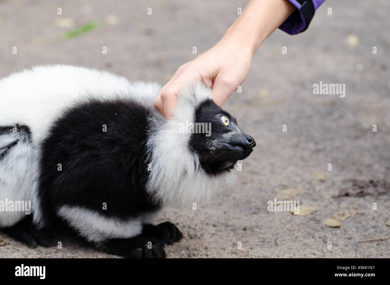 The black and white ruffed lemur, a critically endangered species from ...
