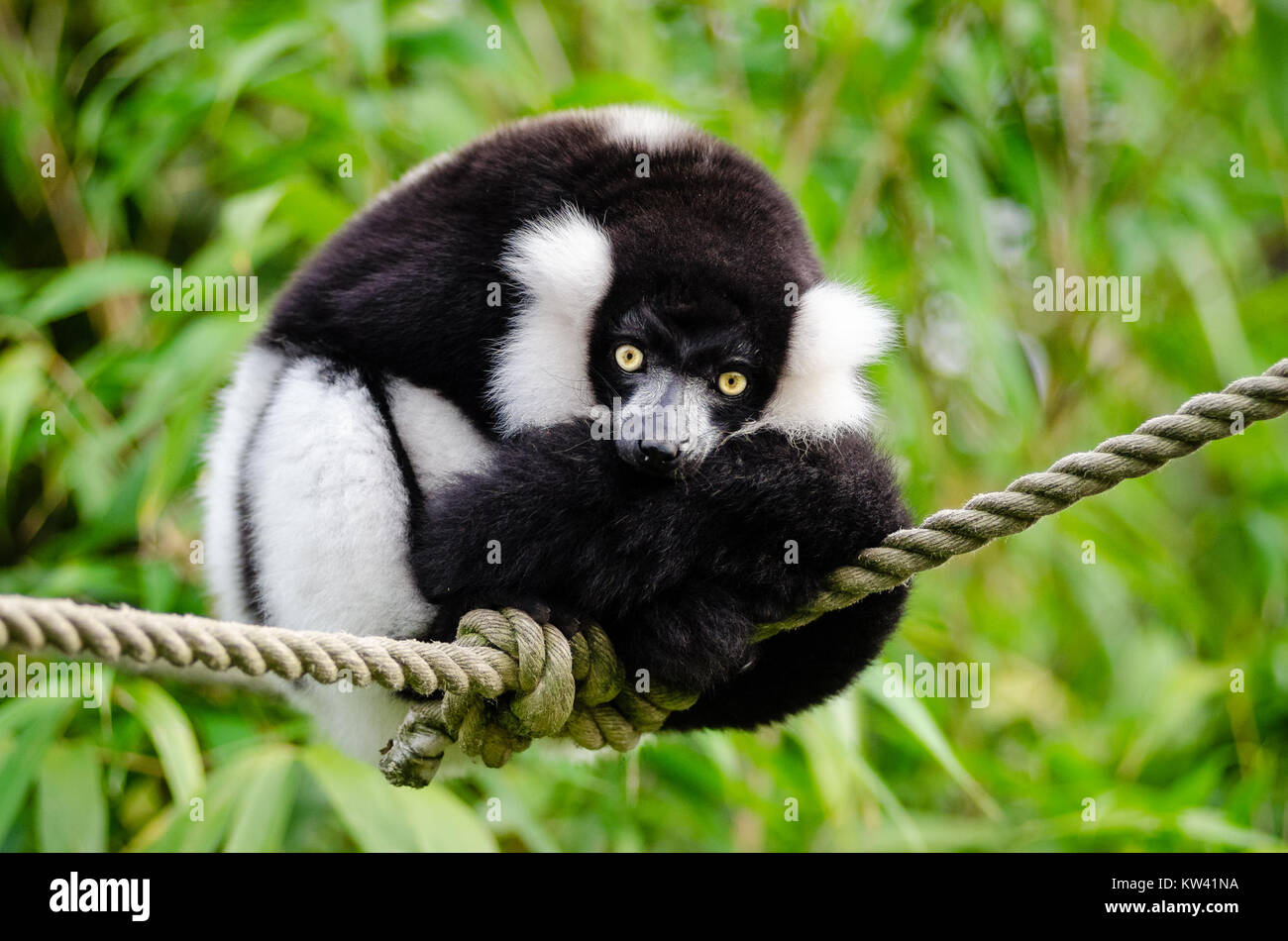 The Black-and-white Ruffed Lemur, native to Madagascar, is a critically ...