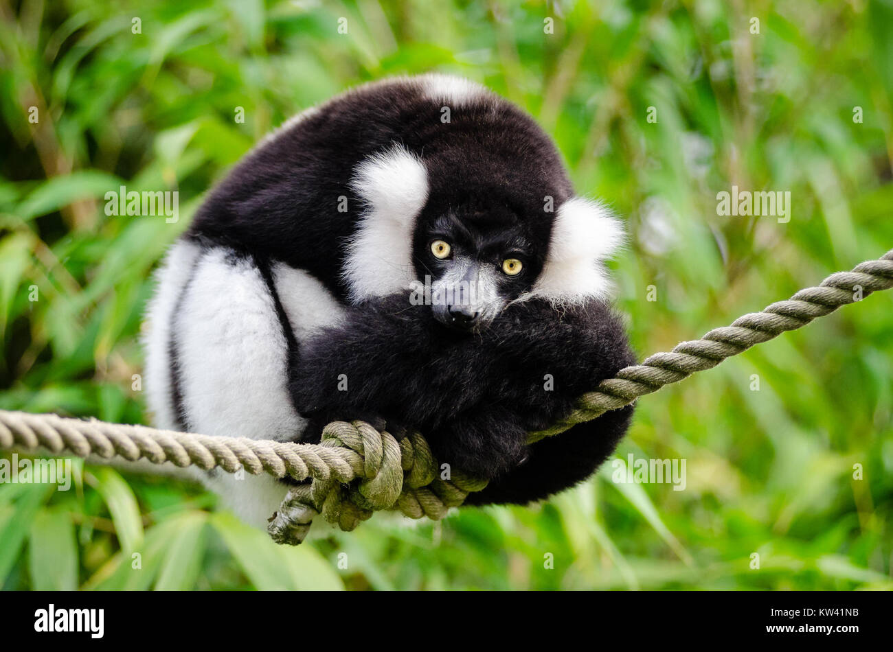 The black and white ruffed lemur, native to Madagascar, is featured in ...