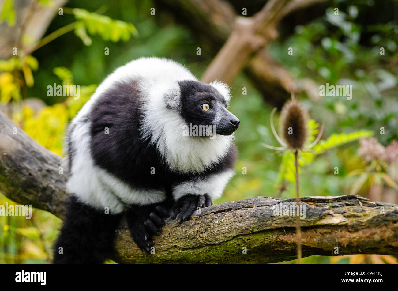 A Black and White Ruffed Lemur captured in its natural habitat. This ...