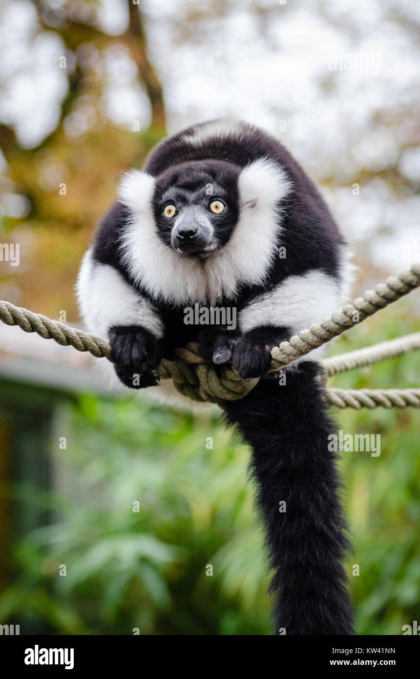 The black and white ruffed lemur is an endangered species native to ...