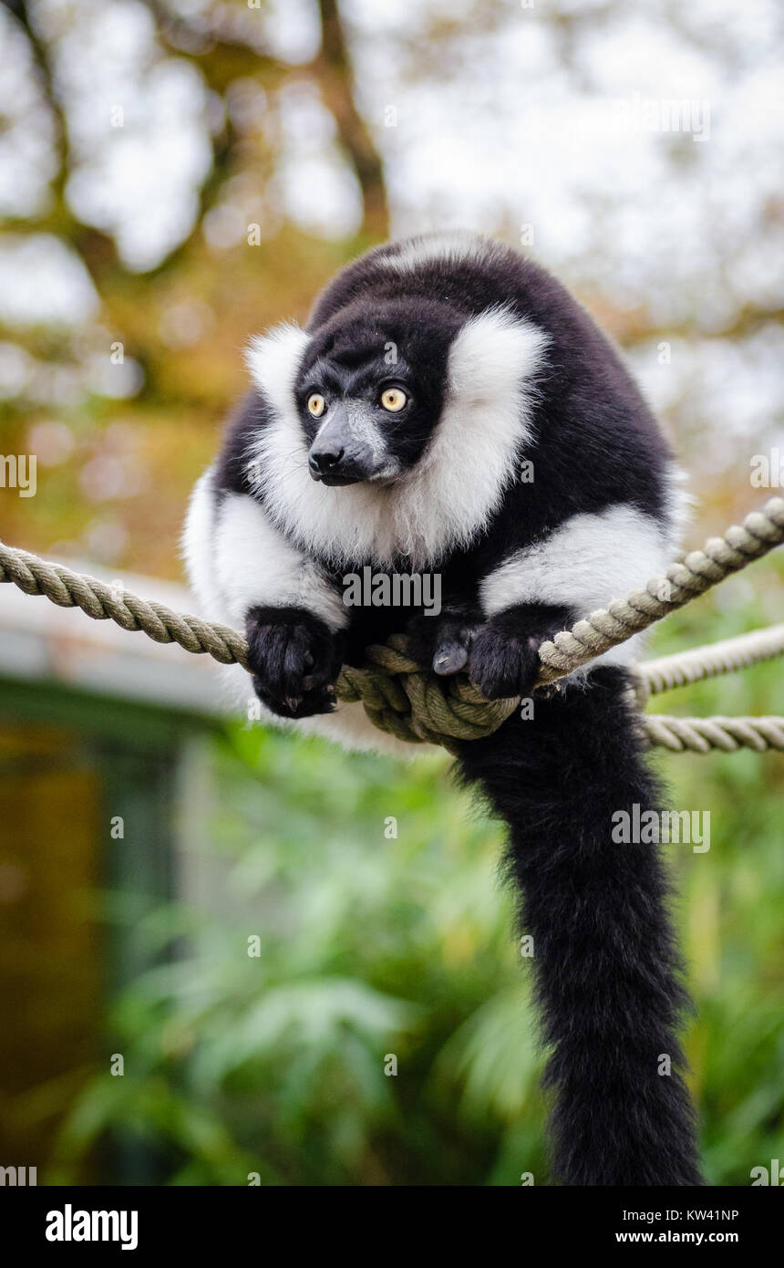 Primate patterns hi-res stock photography and images - Alamy
