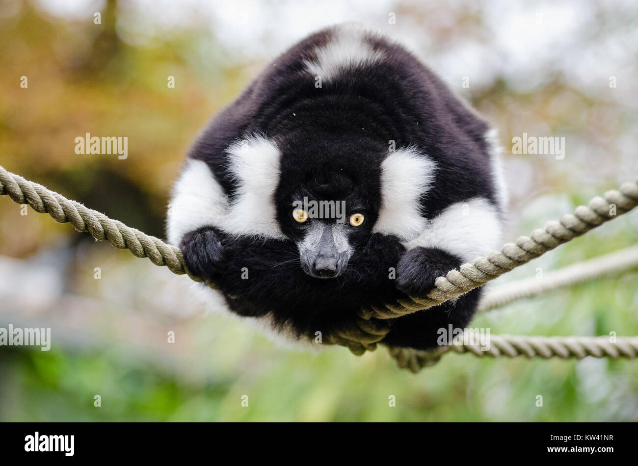 The Black and White Ruffed Lemur is a critically endangered species ...