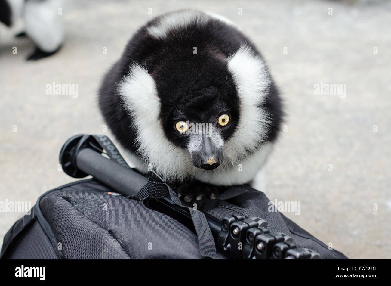 A photograph of a Black and White Ruffed Lemur, showcasing the animal's ...