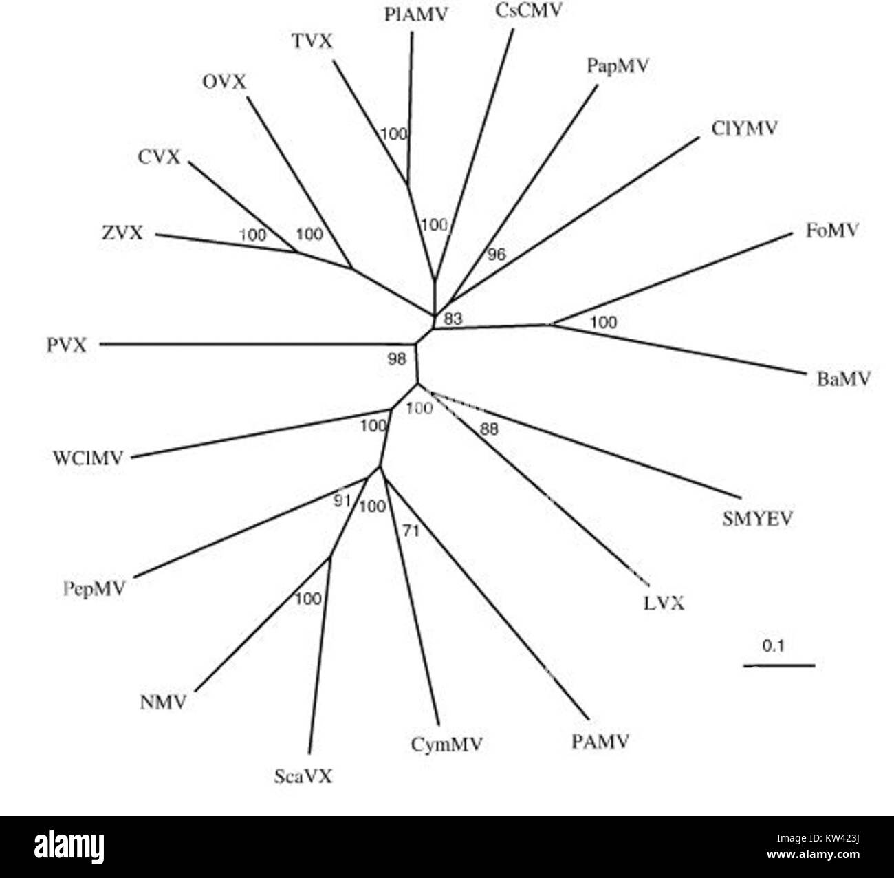 Phylogeny hi-res stock photography and images - Alamy