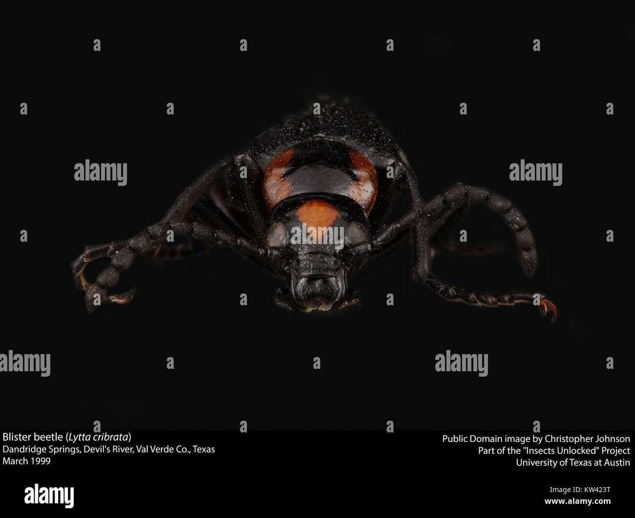 Entomological warfare hi-res stock photography and images - Alamy