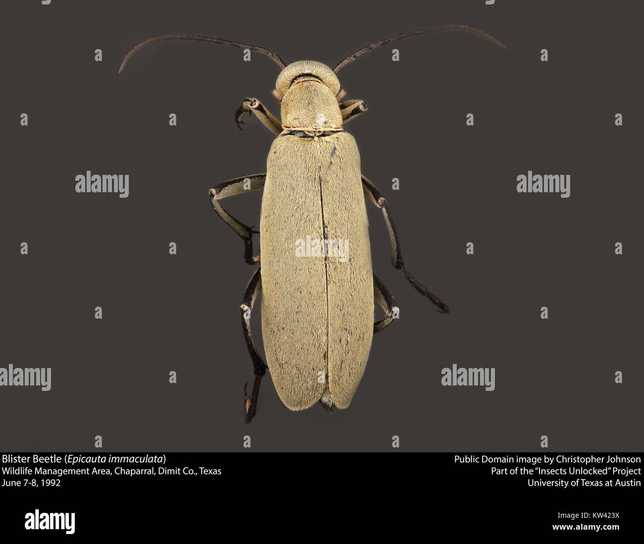 Toxic beetle hi-res stock photography and images - Alamy